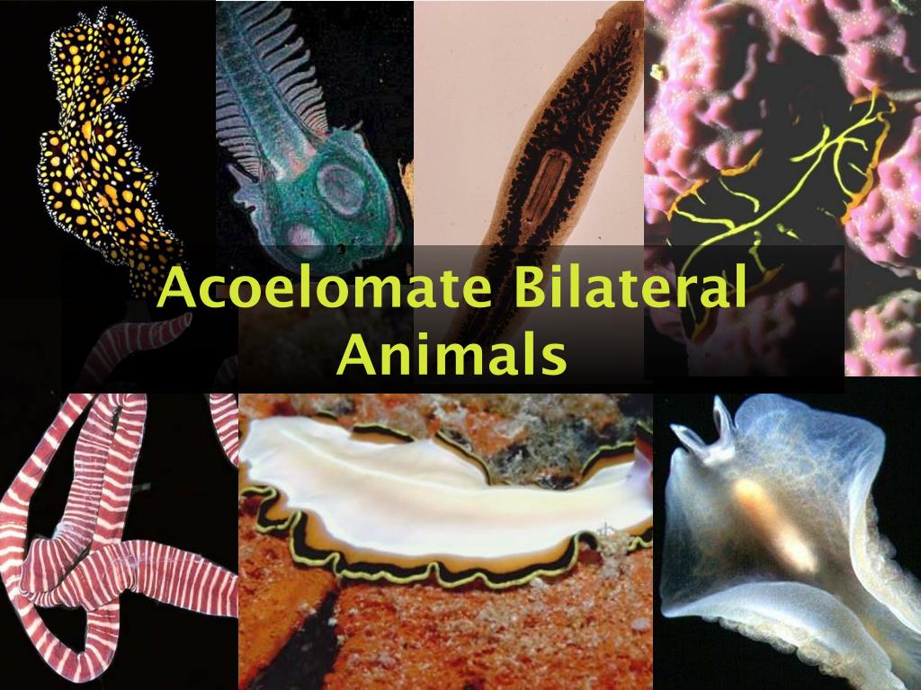 PPT - Acoelomate Bilateral Animals PowerPoint Presentation, free ...
