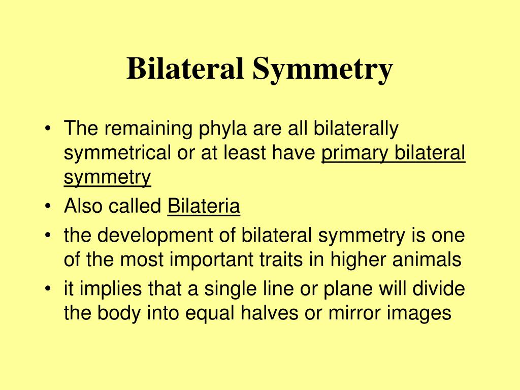 PPT - Bilateral Symmetry PowerPoint Presentation, free download - ID:216669