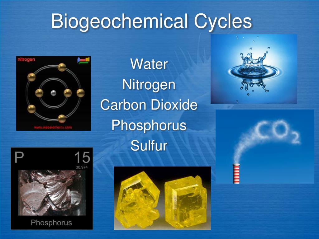 PPT - Biogeochemical Cycles PowerPoint Presentation, free download - ID ...