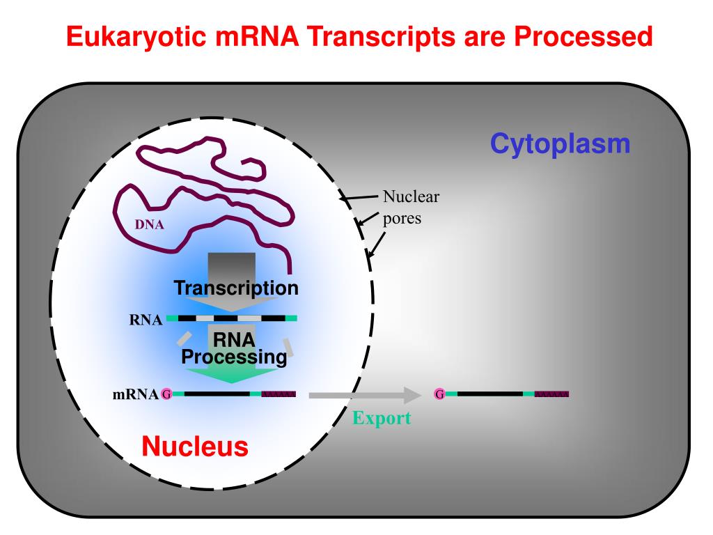 PPT - Eukaryotic mRNA Transcripts are Processed PowerPoint Presentation ...