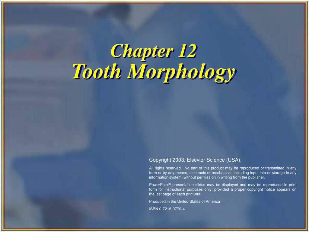 PPT - Chapter 12 Tooth Morphology PowerPoint Presentation, free ...