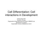 PPT - Cell Differentiation PowerPoint Presentation, free download - ID:4877364