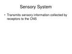 PPT - The Sensory System PowerPoint Presentation, free download - ID:73520