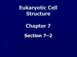 PPT - CHAPTER 14 Eukaryotic Cell Biology and Eukaryotic Microorganisms ...