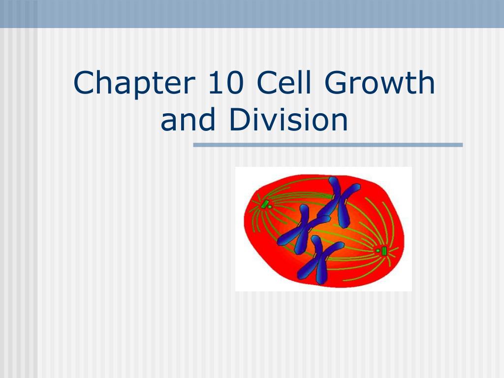 PPT - Chapter 10 Cell Growth and Division PowerPoint Presentation, free ...