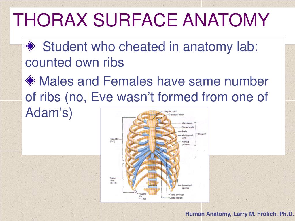 PPT - THORAX SURFACE ANATOMY PowerPoint Presentation, free download ...