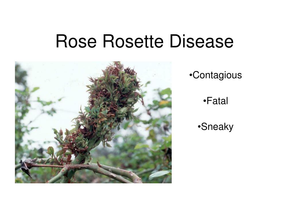 PPT - Rose Rosette Disease PowerPoint Presentation, free download - ID ...