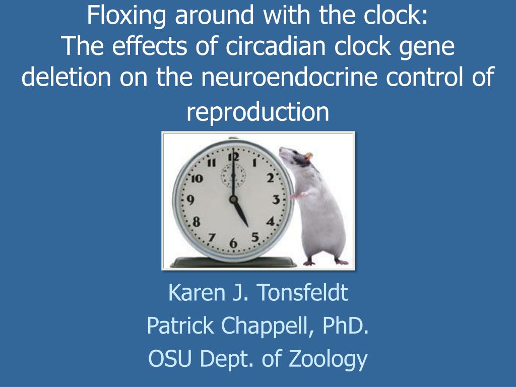 PPT - Floxing around with the clock: The effects of circadian clock ...