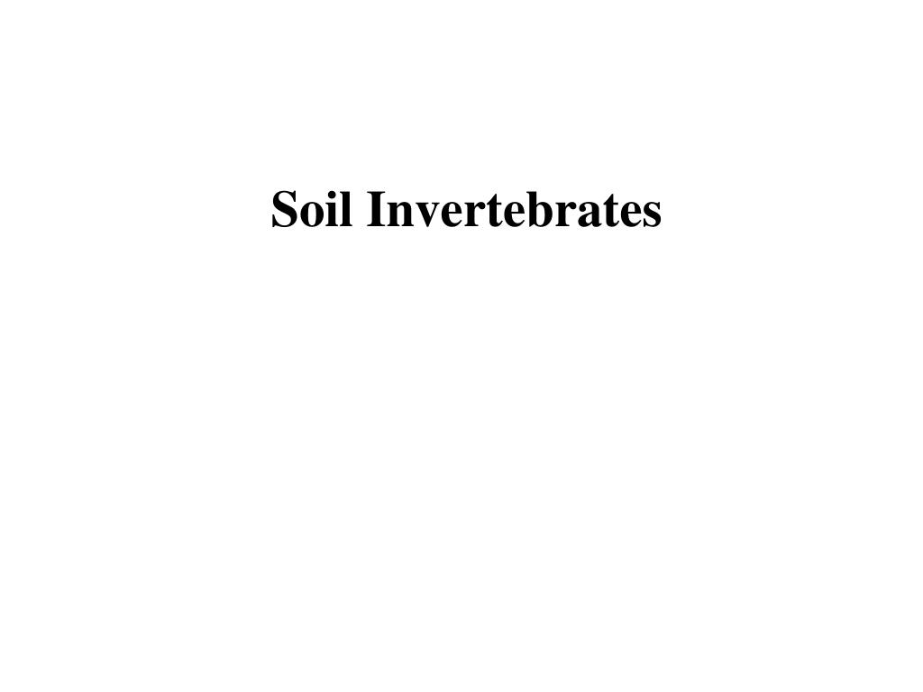 PPT - Soil Invertebrates PowerPoint Presentation, free download - ID:243006