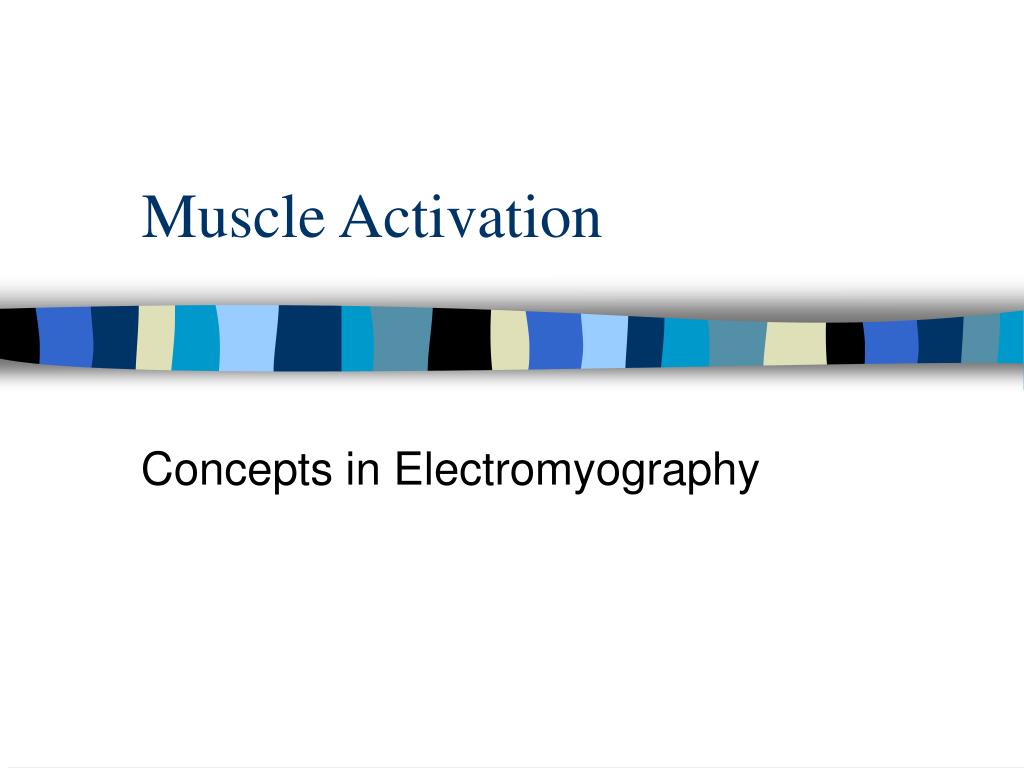 PPT - Muscle Activation PowerPoint Presentation, free download - ID:243540