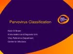 PPT - Parvovirus PowerPoint Presentation, free download - ID:3692648