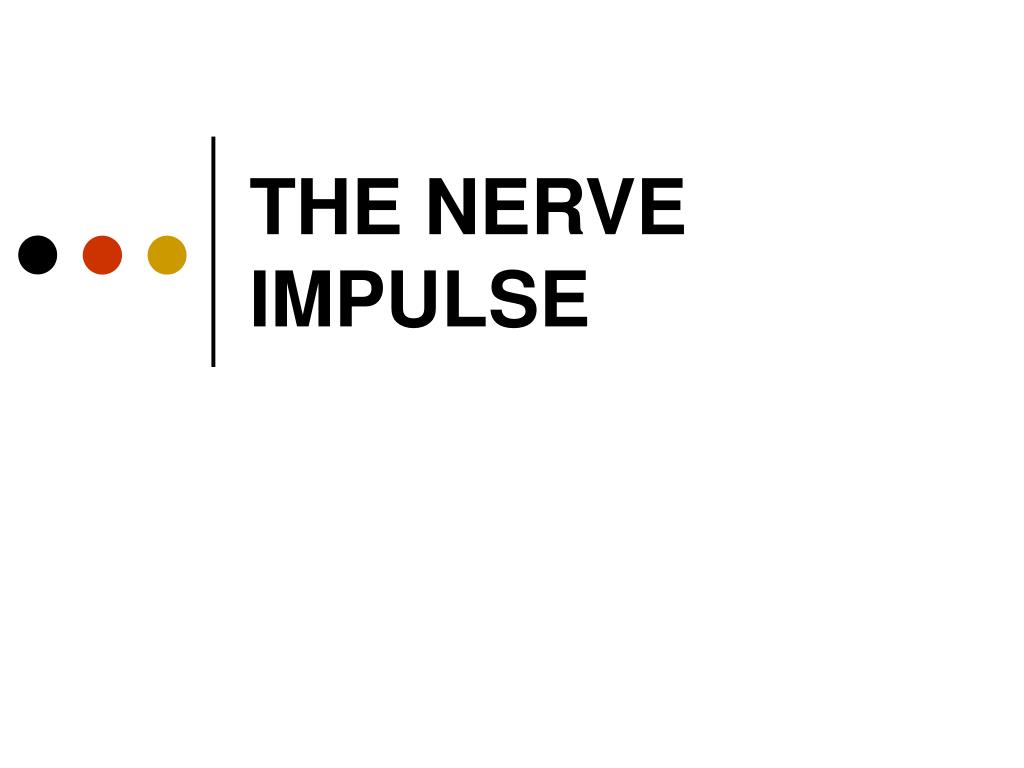 PPT - THE NERVE IMPULSE PowerPoint Presentation, free download - ID:250265