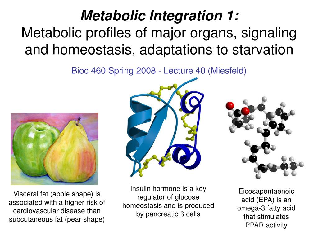 PPT - Metabolic Integration 1: Metabolic profiles of major organs ...