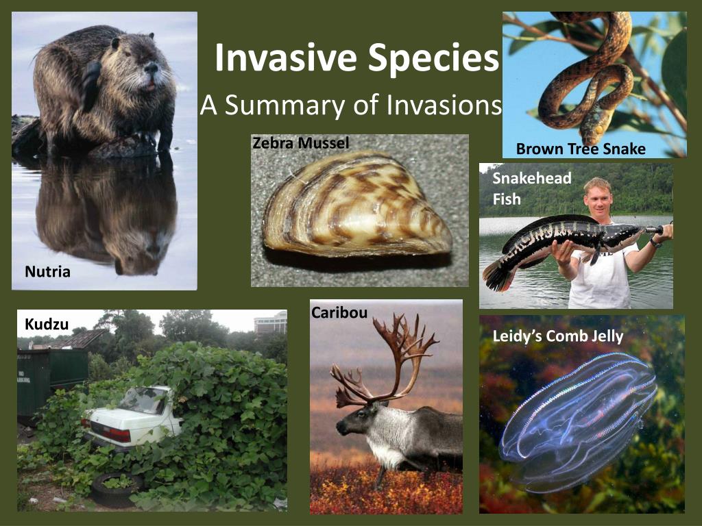 PPT - Invasive Species PowerPoint Presentation, free download - ID:255498