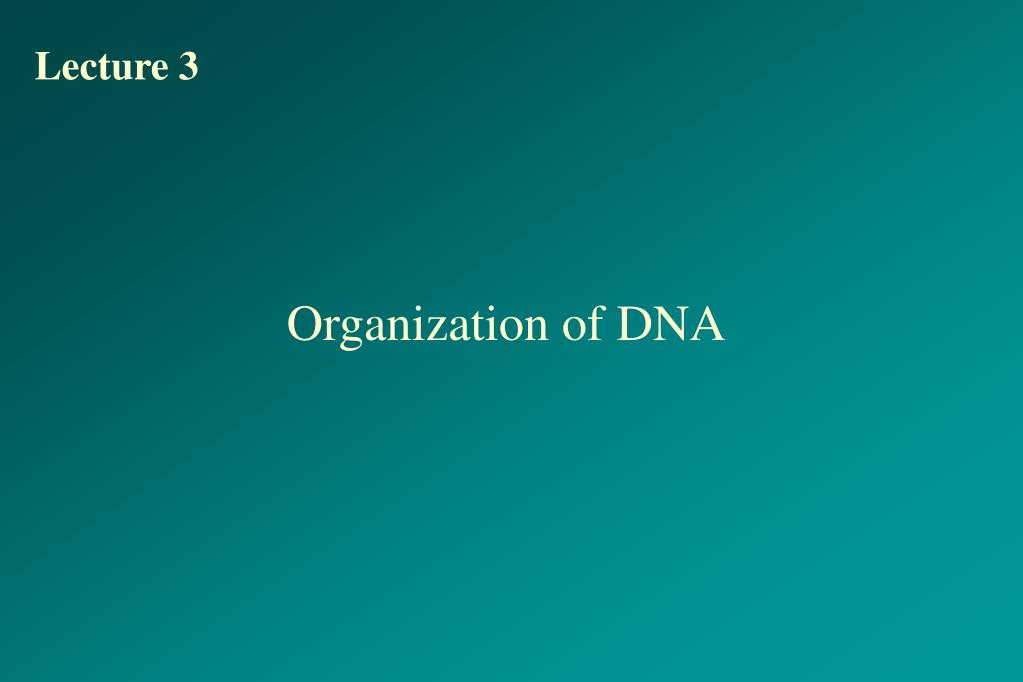 PPT - Organization of DNA PowerPoint Presentation, free download - ID ...