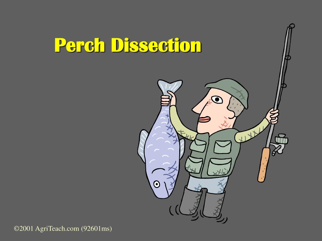 PPT - Perch Dissection PowerPoint Presentation, free download - ID:269356