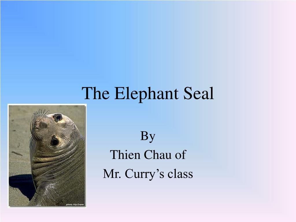 PPT - The Elephant Seal PowerPoint Presentation, free download - ID:271845
