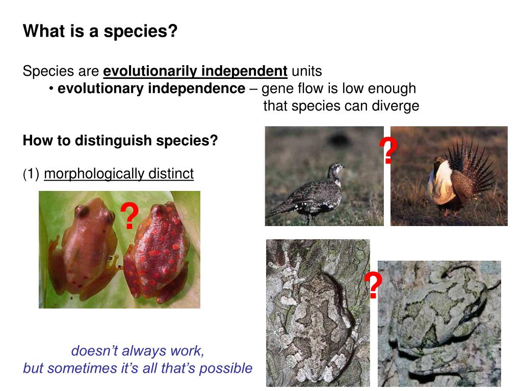 PPT - What is a species? Species are evolutionarily independent units ...