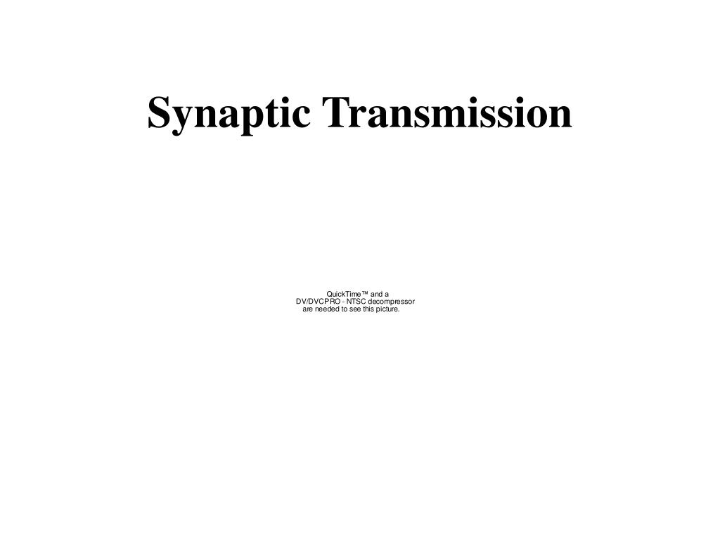 PPT - Synaptic Transmission PowerPoint Presentation, free download - ID ...