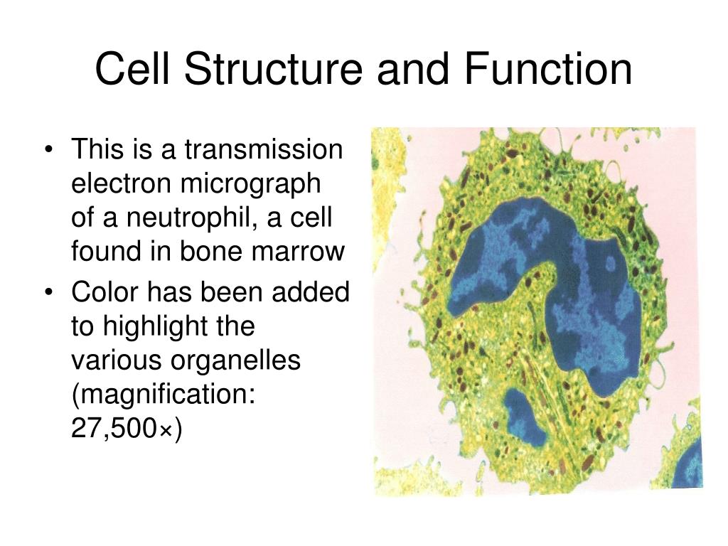 PPT - Cell Structure and Function PowerPoint Presentation, free download - ID:277587
