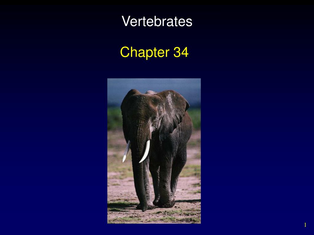 PPT - Vertebrates PowerPoint Presentation, free download - ID:279330