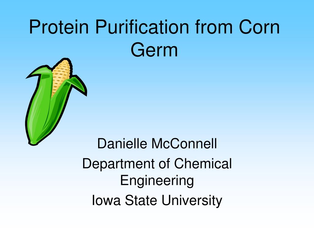 PPT - Protein Purification from Corn Germ PowerPoint Presentation, free ...