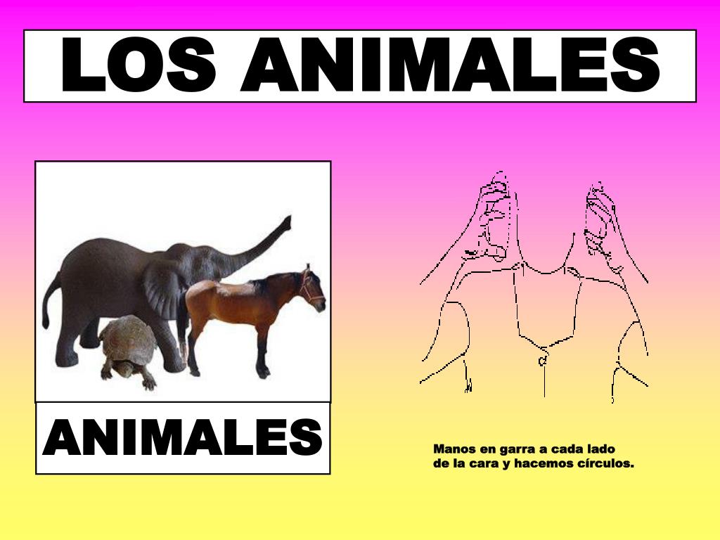 PPT - LOS ANIMALES PowerPoint Presentation, free download - ID:286123