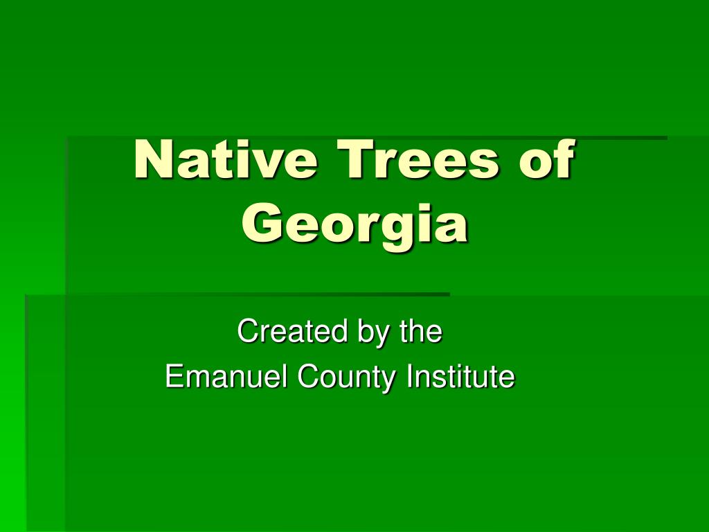 PPT - Native Trees of Georgia PowerPoint Presentation, free download ...