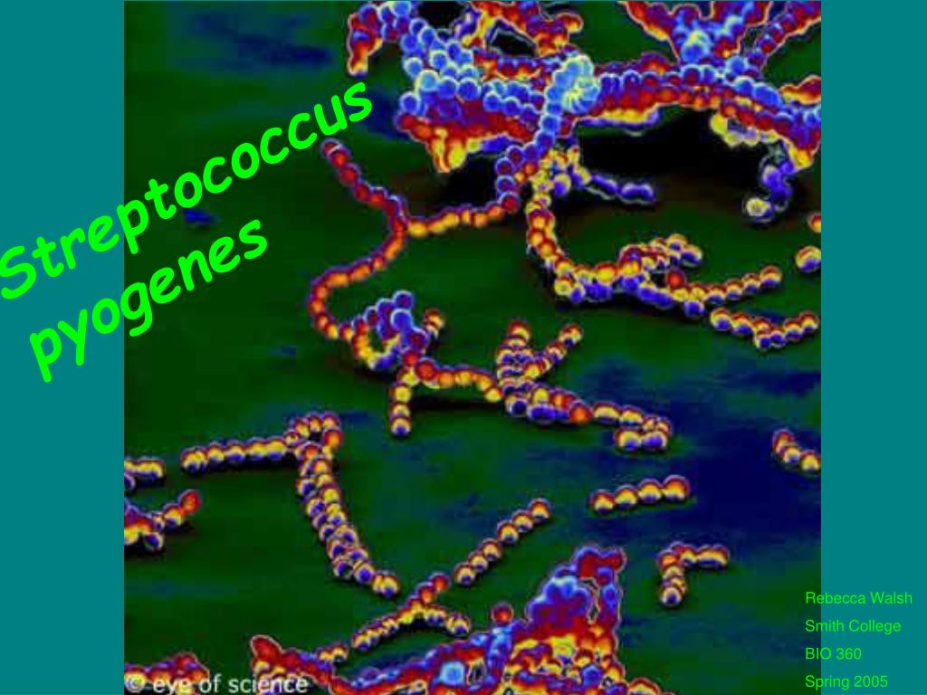 PPT - Streptococcus pyogenes PowerPoint Presentation, free download ...