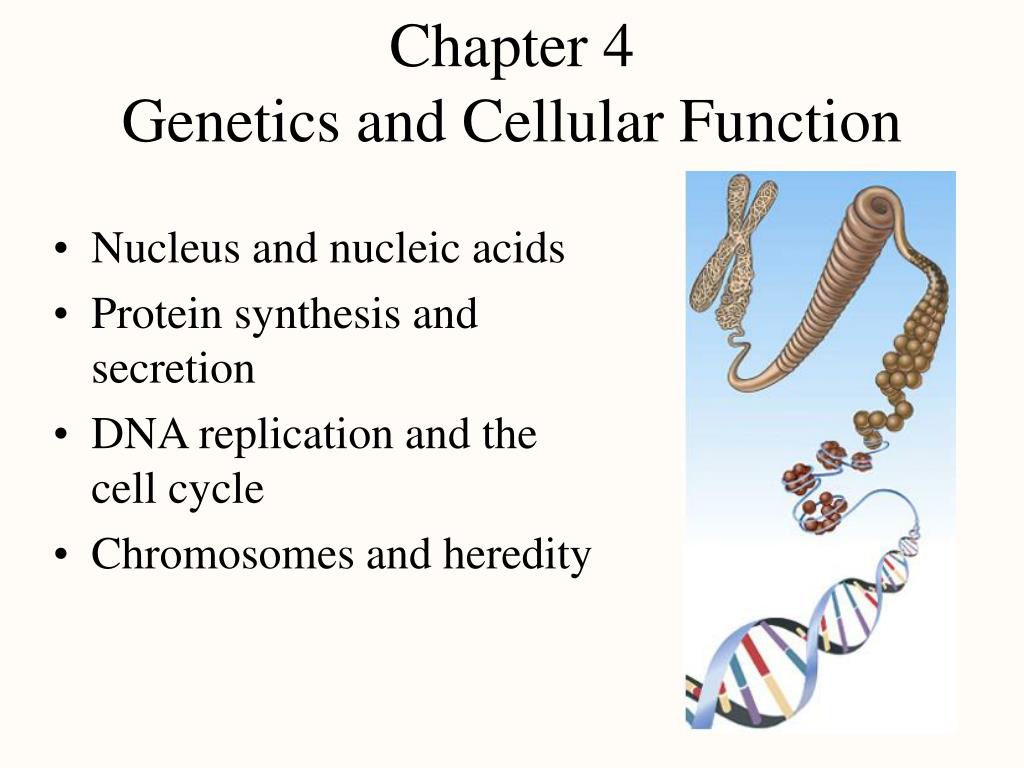PPT - Chapter 4 Genetics and Cellular Function PowerPoint Presentation ...