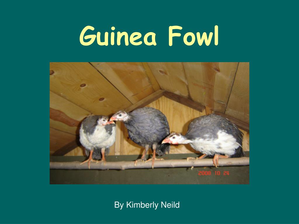 PPT - Guinea Fowl PowerPoint Presentation, free download - ID:293722