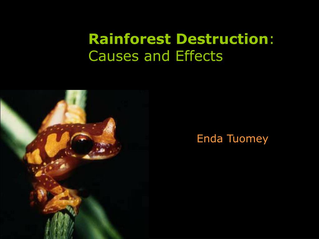 PPT - Rainforest Destruction : Causes and Effects PowerPoint ...