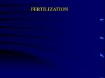 PPT - Fertilization / Development PowerPoint Presentation, free ...
