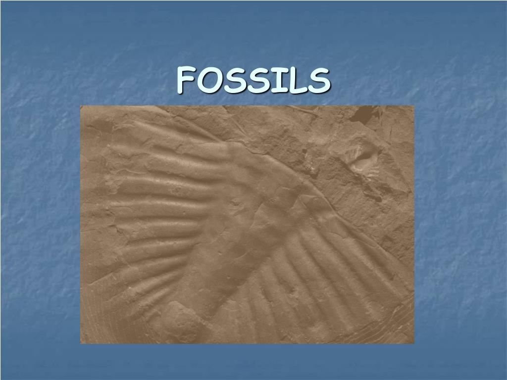 PPT - FOSSILS PowerPoint Presentation, free download - ID:298362
