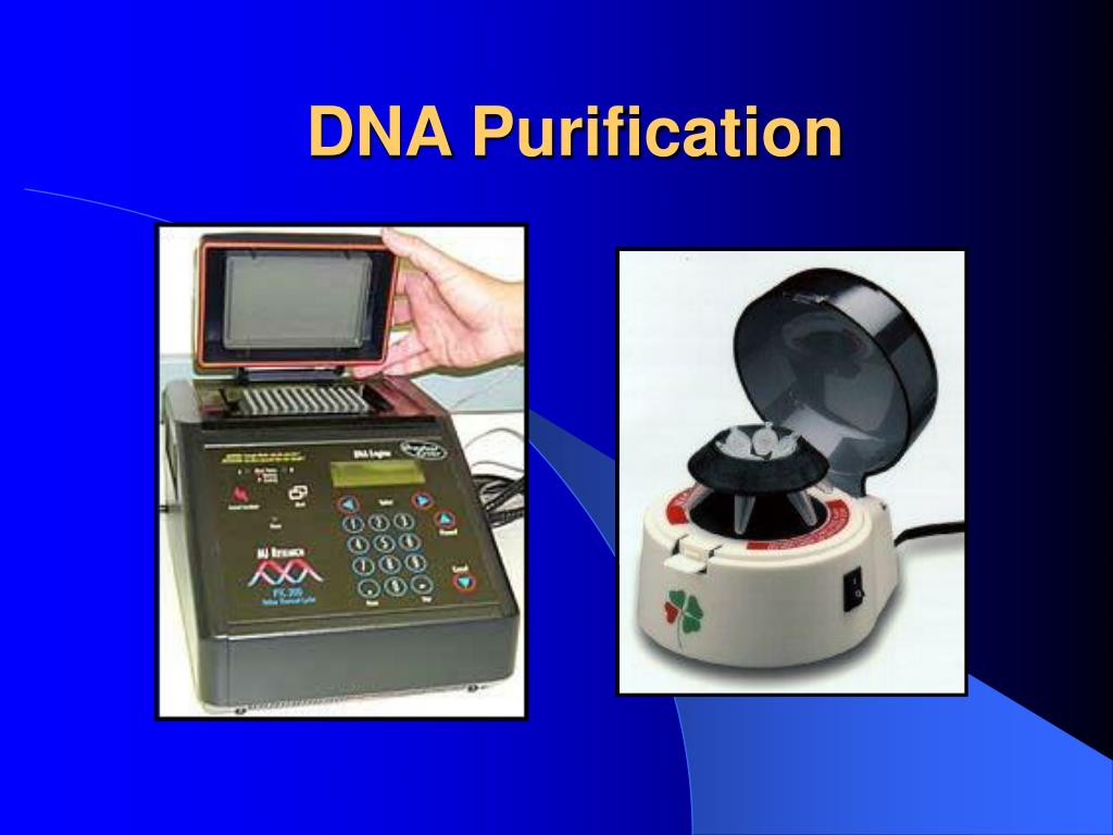 PPT - DNA Purification PowerPoint Presentation, free download - ID:299231