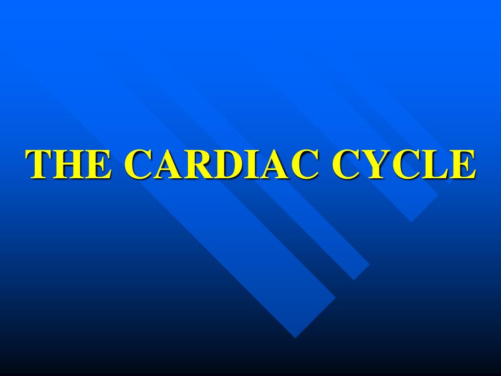 PPT - THE CARDIAC CYCLE PowerPoint Presentation, free download - ID:302210