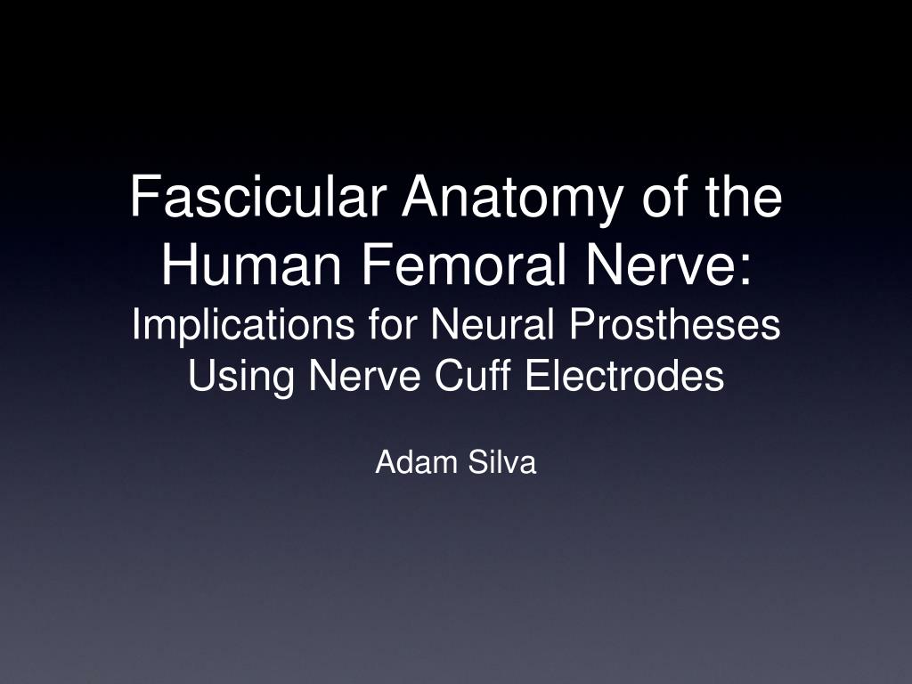 PPT - Fascicular Anatomy of the Human Femoral Nerve: Implications for ...