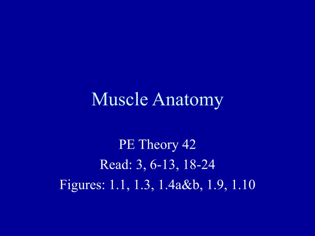 PPT - Muscle Anatomy PowerPoint Presentation, free download - ID:30307