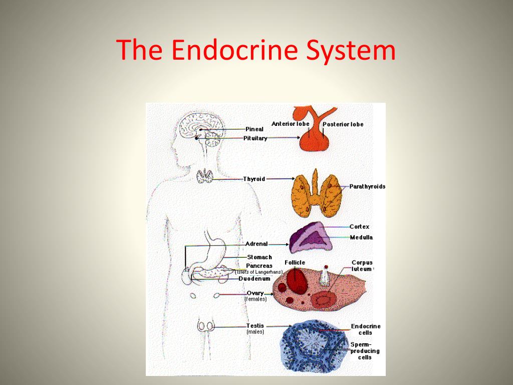 PPT - The Endocrine System PowerPoint Presentation, free download - ID ...