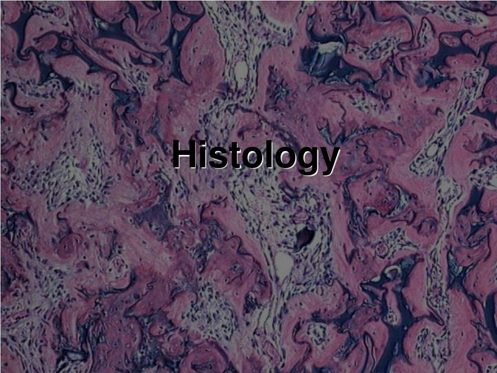 PPT - Histology PowerPoint Presentation, free download - ID:306870