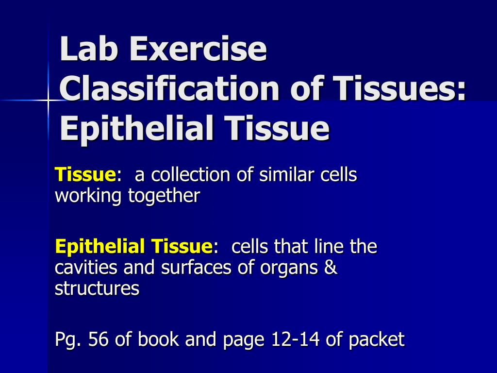 PPT - Lab Exercise Classification of Tissues: Epithelial Tissue ...