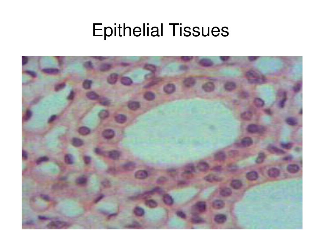 PPT - Epithelial Tissues PowerPoint Presentation, free download - ID:308349