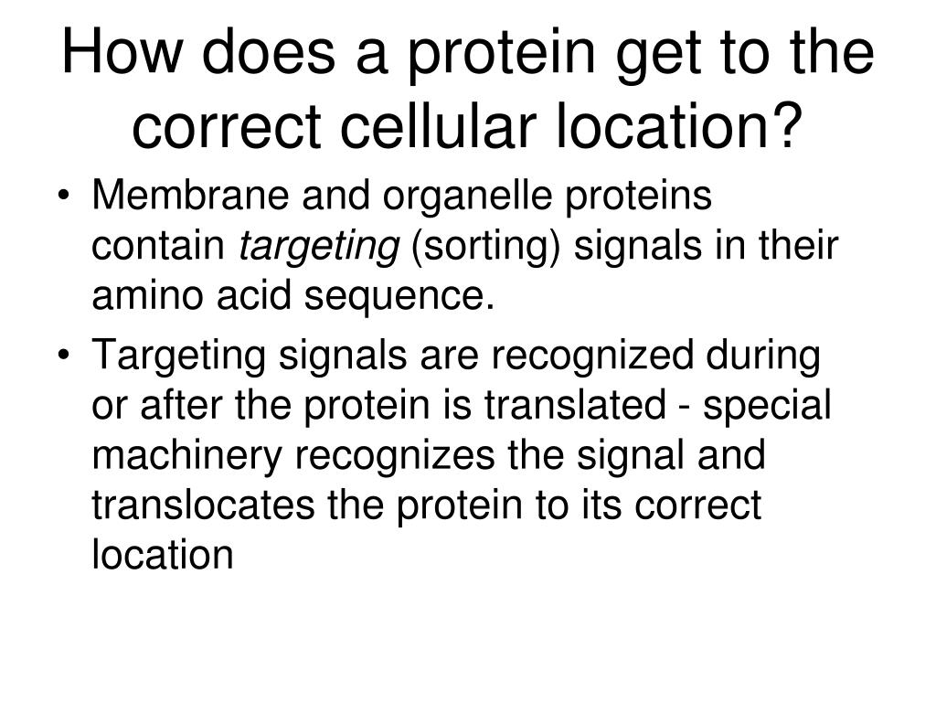PPT - How does a protein get to the correct cellular location ...
