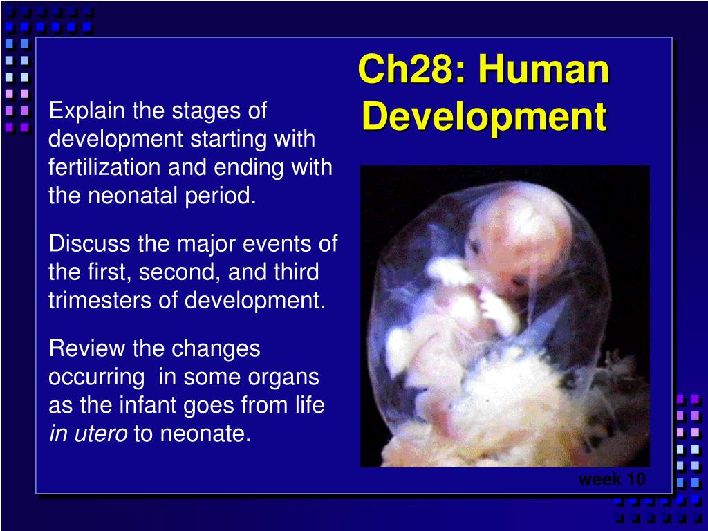 PPT - Ch28: Human Development PowerPoint Presentation, free download - ID:309318