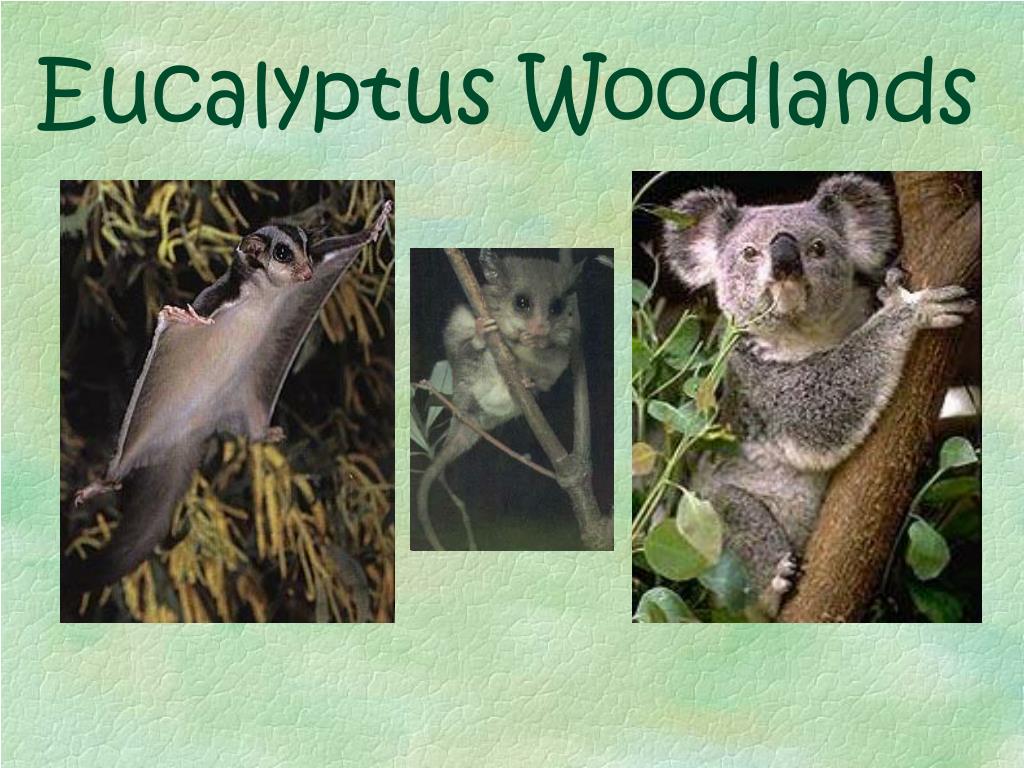 PPT - Eucalyptus Woodlands PowerPoint Presentation, free download - ID ...