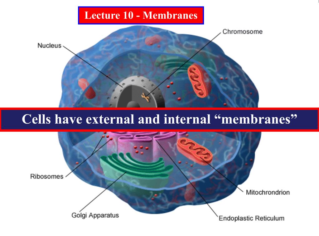 PPT - Cells have external and internal “membranes” PowerPoint ...