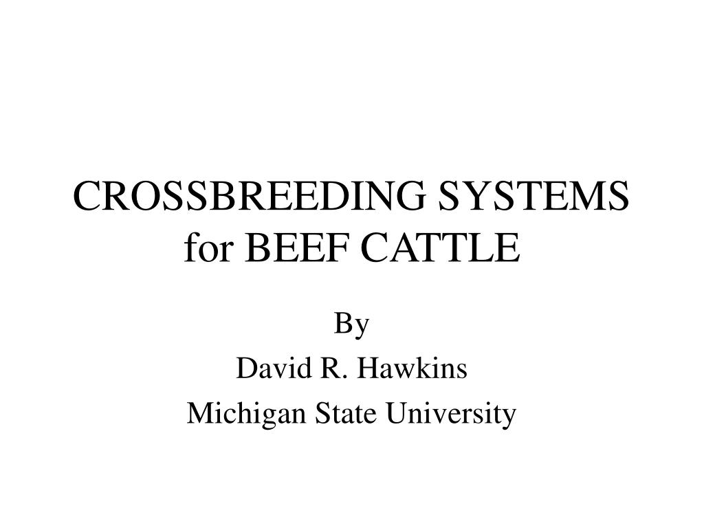 PPT - CROSSBREEDING SYSTEMS for BEEF CATTLE PowerPoint Presentation ...