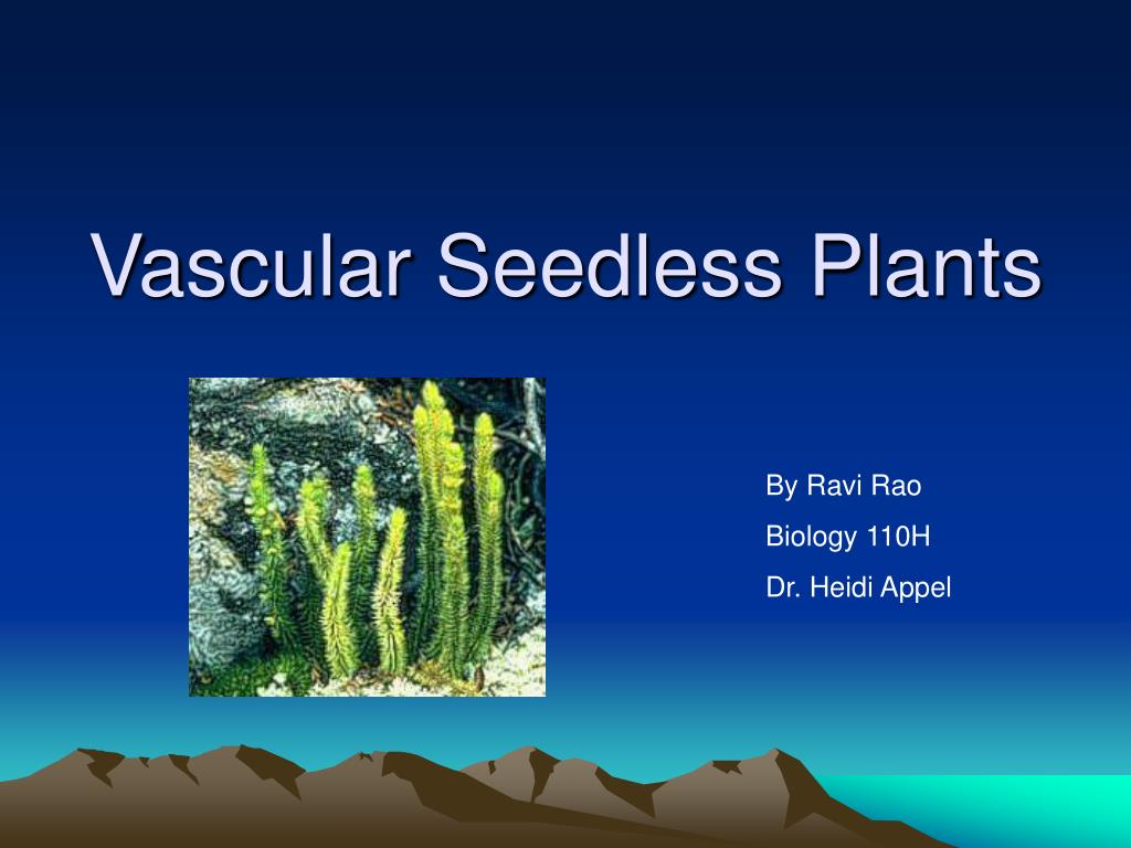 PPT - Vascular Seedless Plants PowerPoint Presentation, free download ...