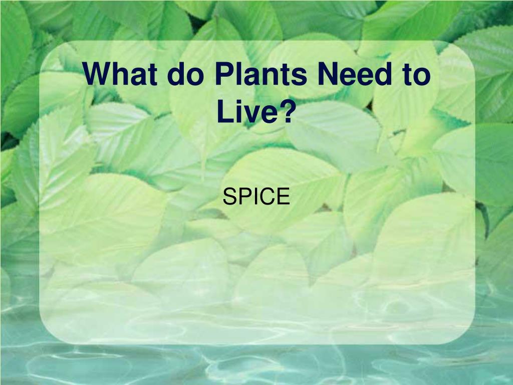 PPT - What do Plants Need to Live? PowerPoint Presentation, free ...