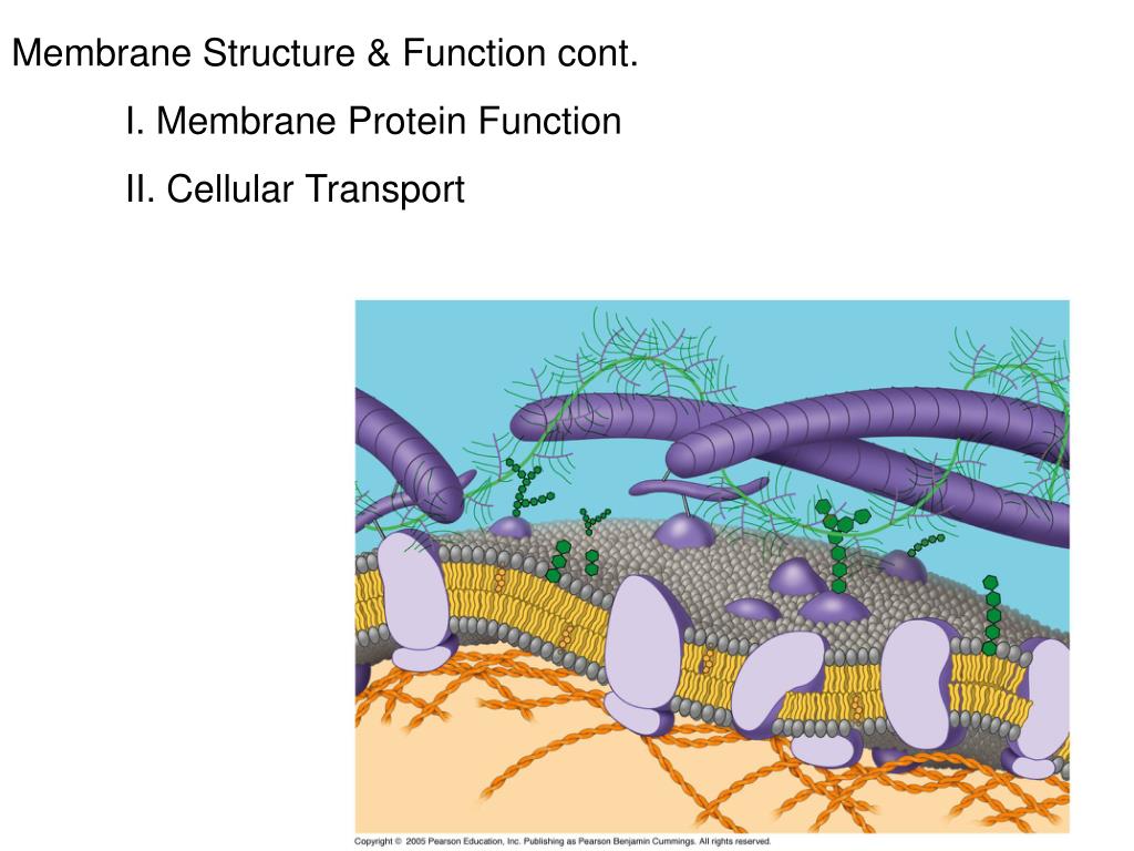 PPT - Membrane Structure & Function cont. I. Membrane Protein Function ...